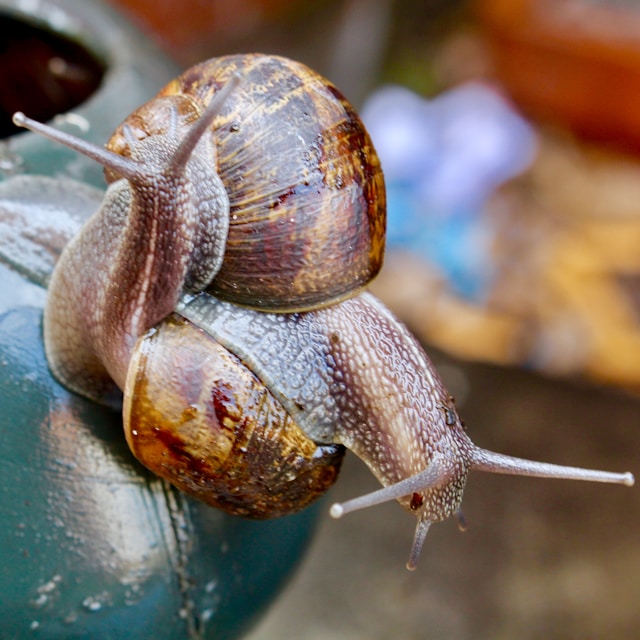 List of Top Snail Farms / Snaileries in Abuja, FCT - Takooka